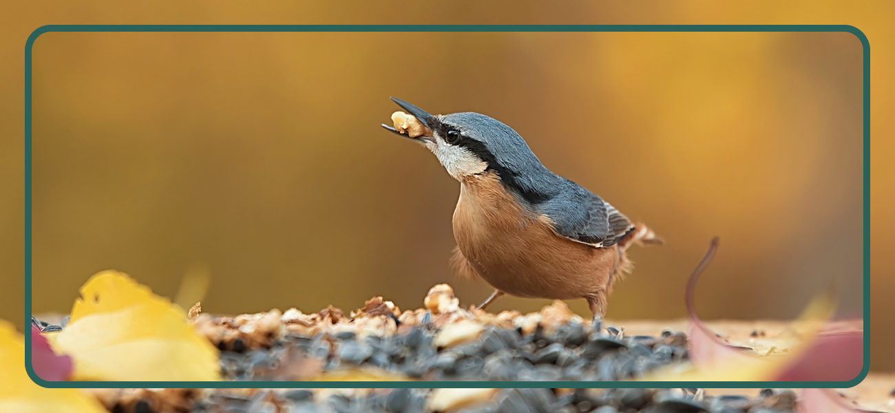 The Best Bird Food For Fall - Cotton's Ace Hardware Store